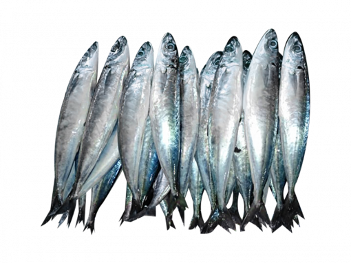 GALUNGGONG REGULAR – SRS Sulit